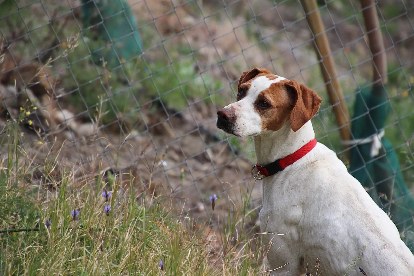 Amanda | Pointer Rescue Service