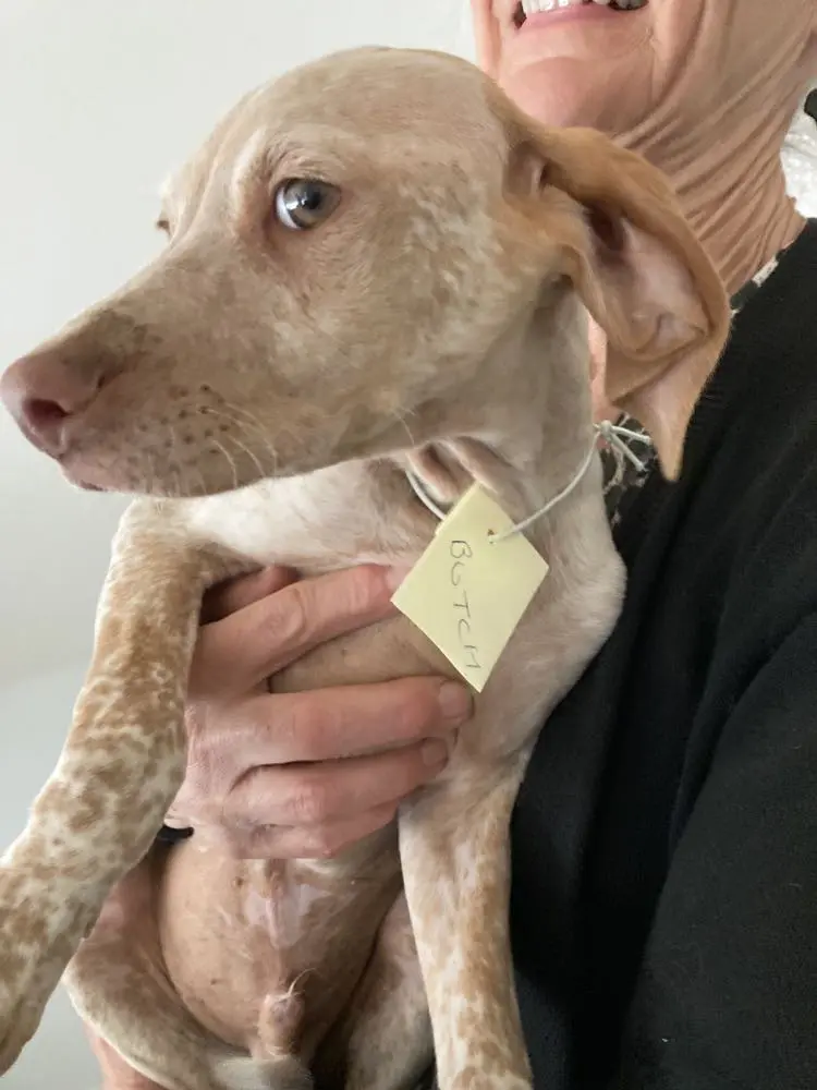 Butch | Pointer Rescue Service