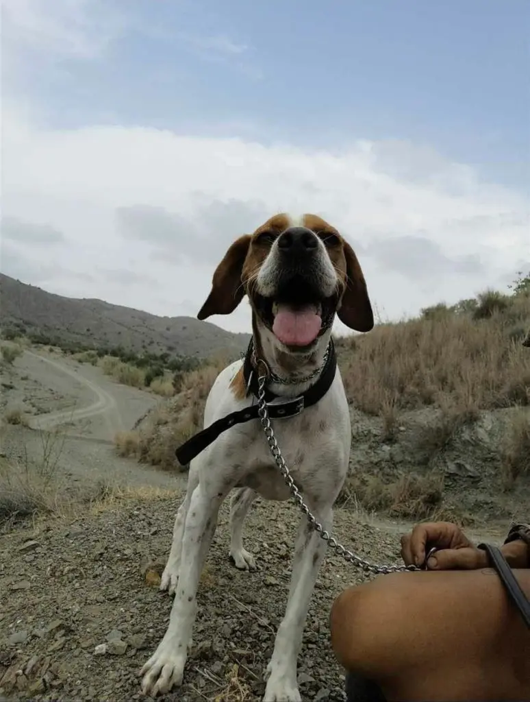 Blanca | Pointer Rescue Service