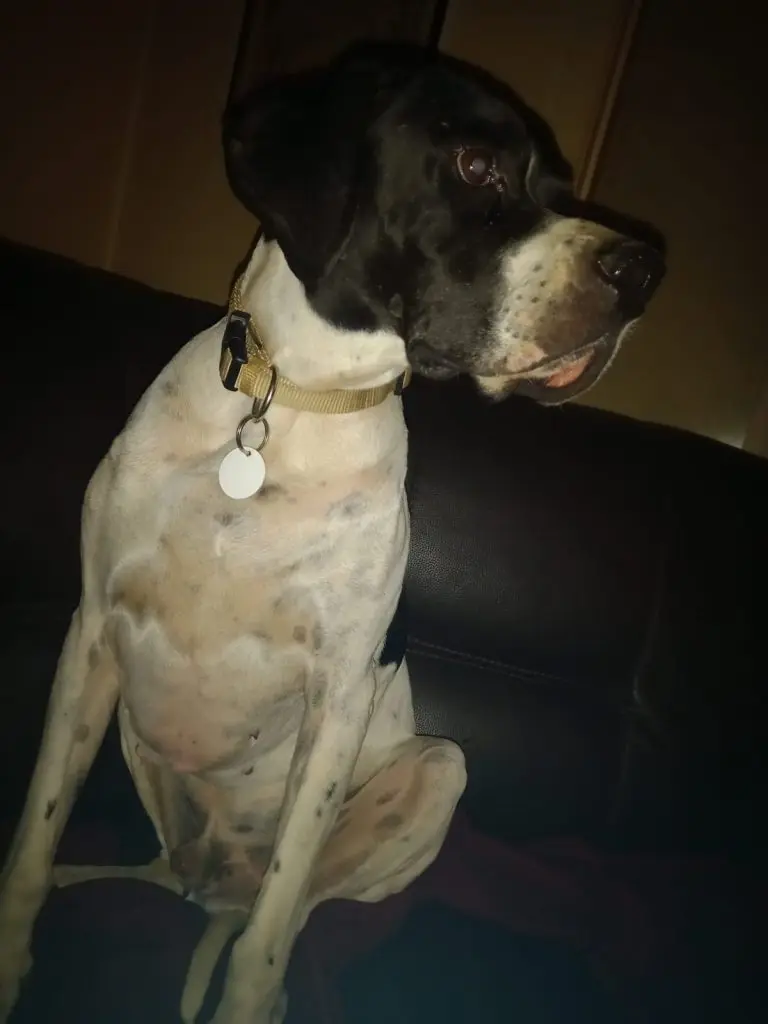 Killi | Pointer Rescue Service