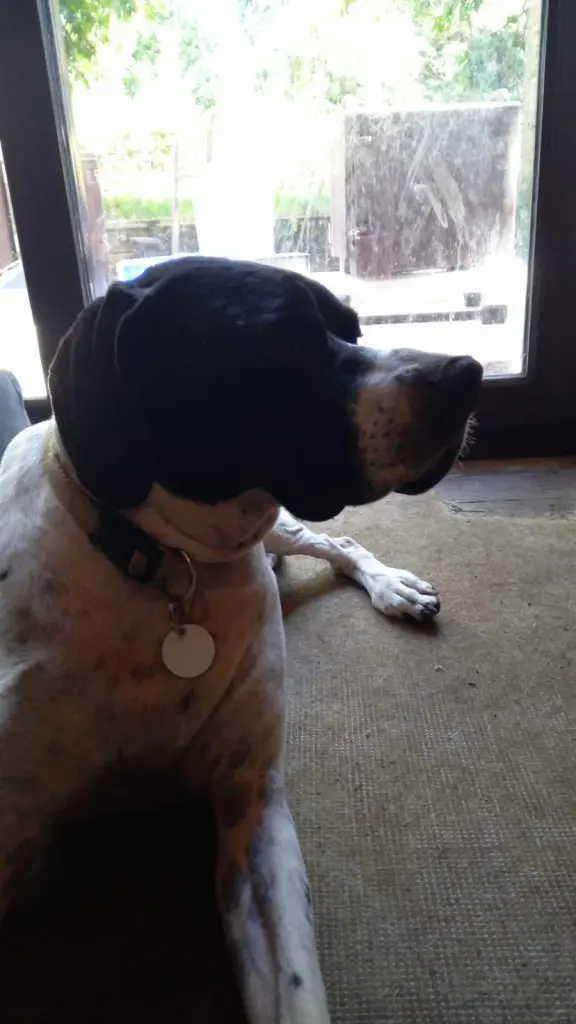 Killi | Pointer Rescue Service