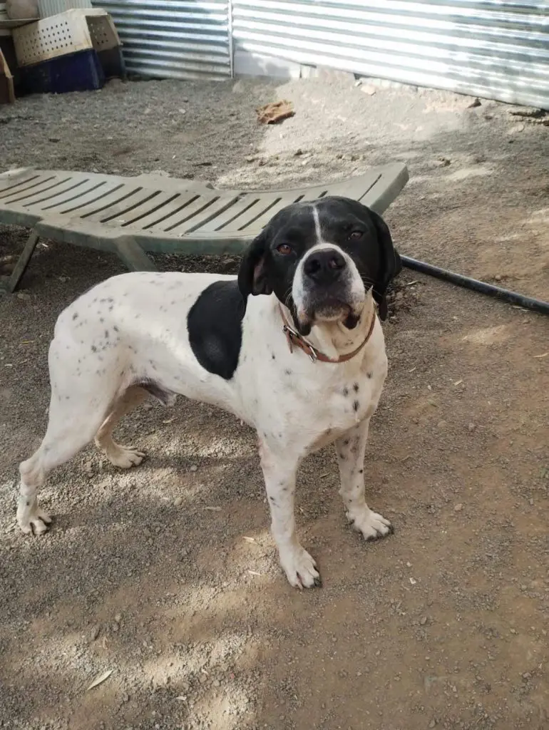 Killi | Pointer Rescue Service