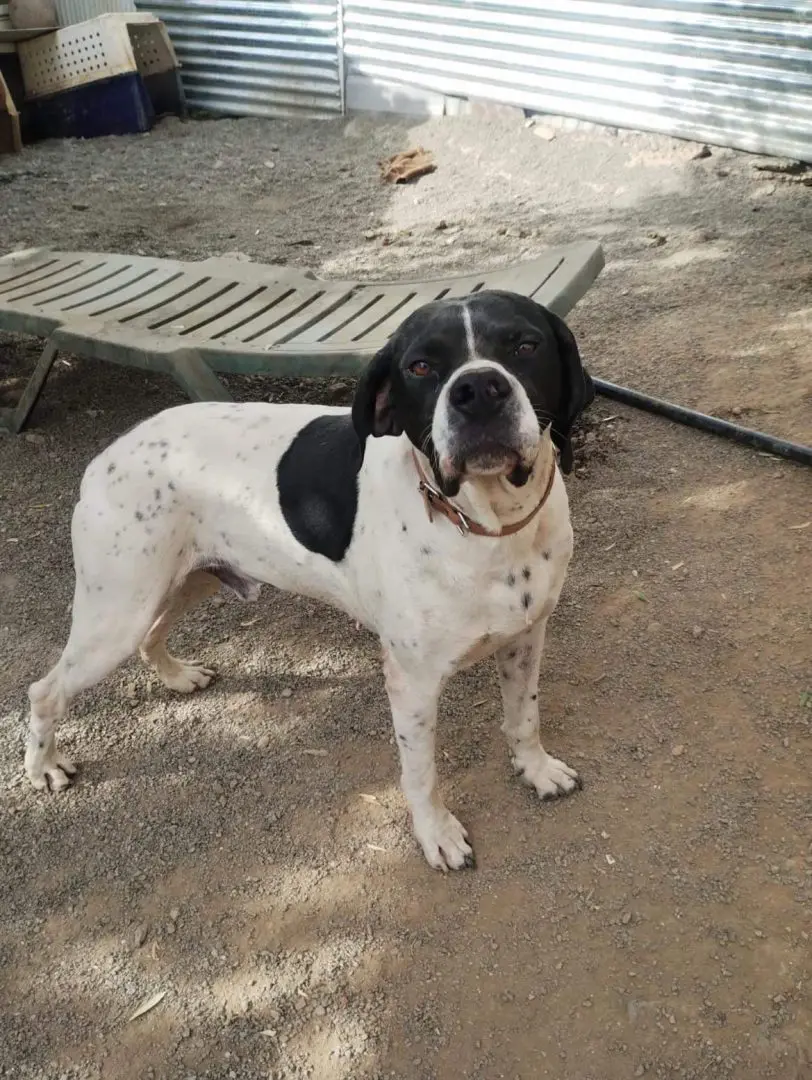 Killi | Pointer Rescue Service