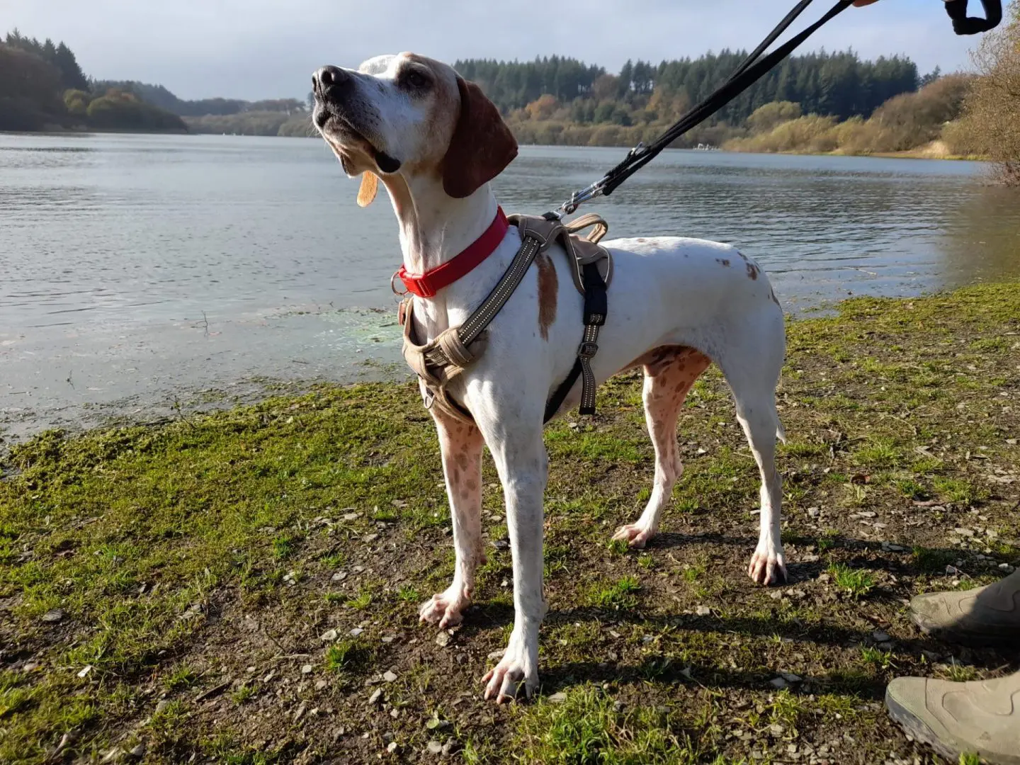 Chester | Pointer Rescue Service
