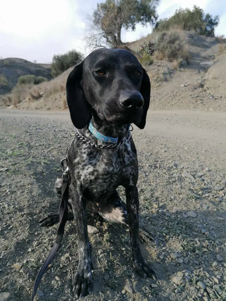 Florence | Pointer Rescue Service