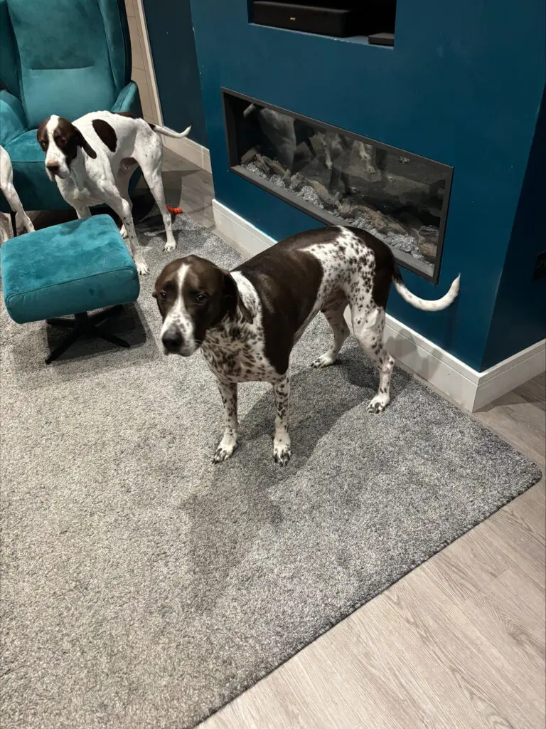 Kashmir | Pointer Rescue Service