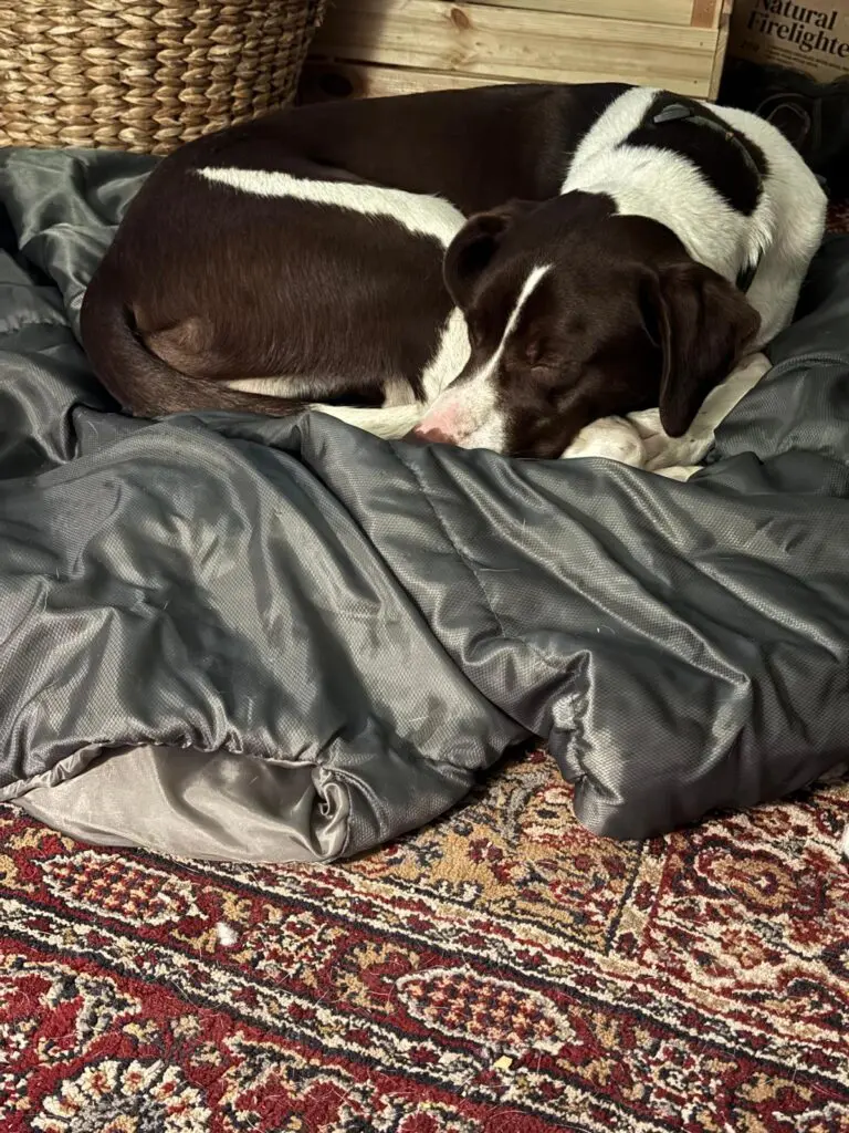 Rufus | Pointer Rescue Service