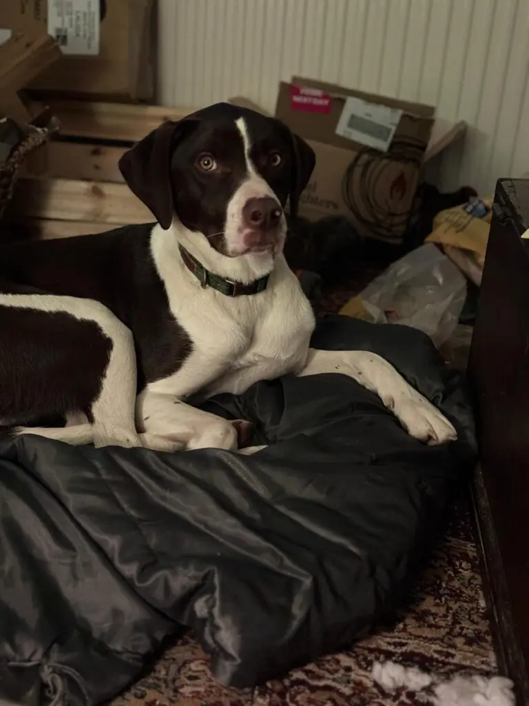 Rufus | Pointer Rescue Service