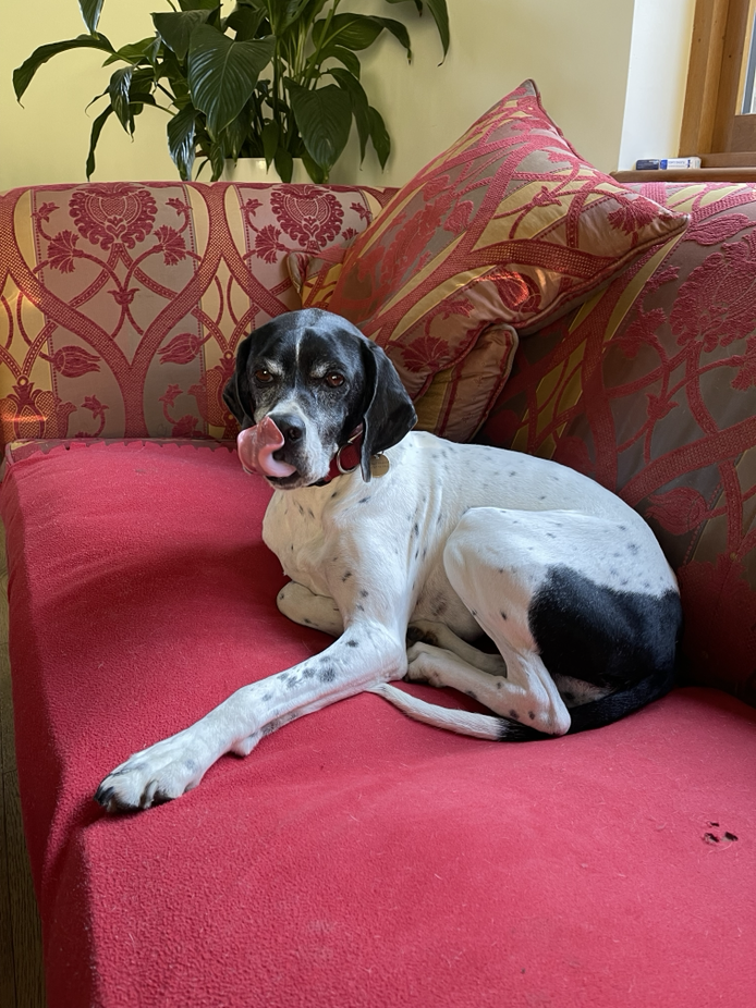 Flora | Pointer Rescue Service