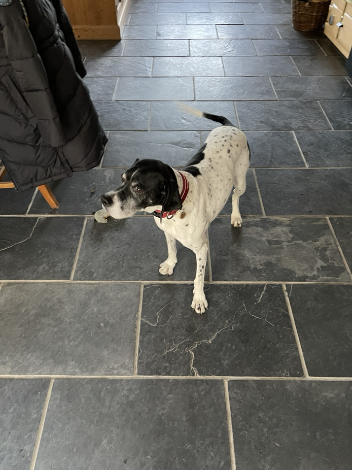 Flora | Pointer Rescue Service