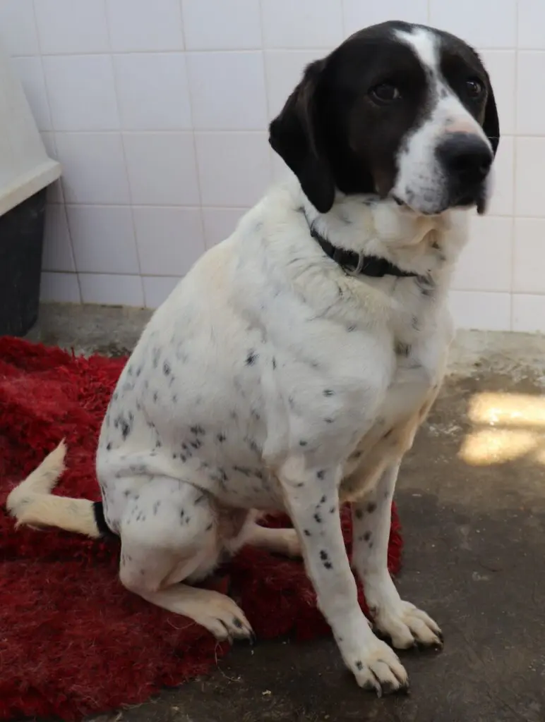 Kardy - A Brave and Gentle Little Angel | Pointer Rescue Service