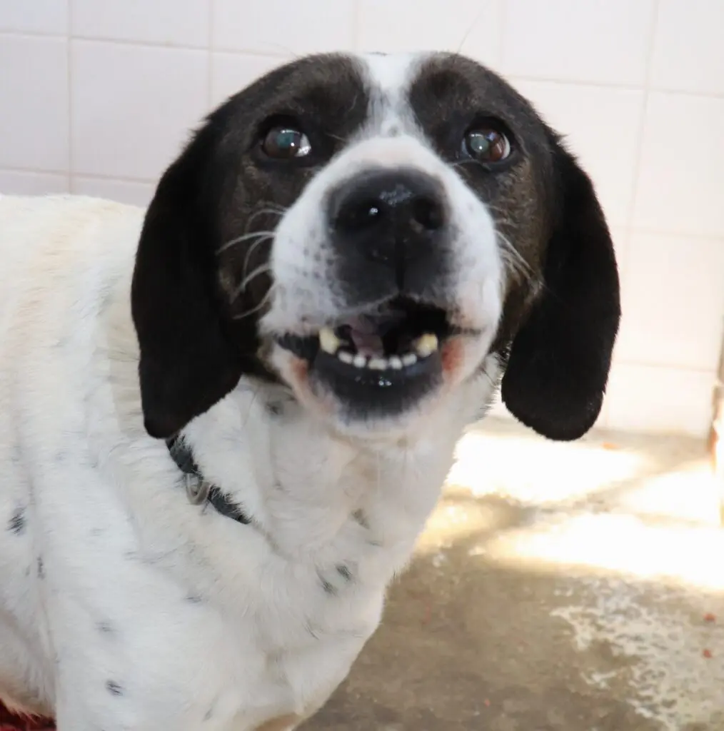 Kardy - A Brave and Gentle Little Angel | Pointer Rescue Service