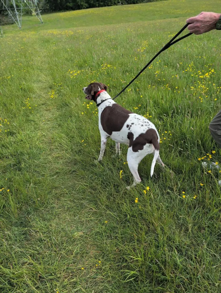 Sweet Soul Zoe From The UK | Pointer Rescue Service