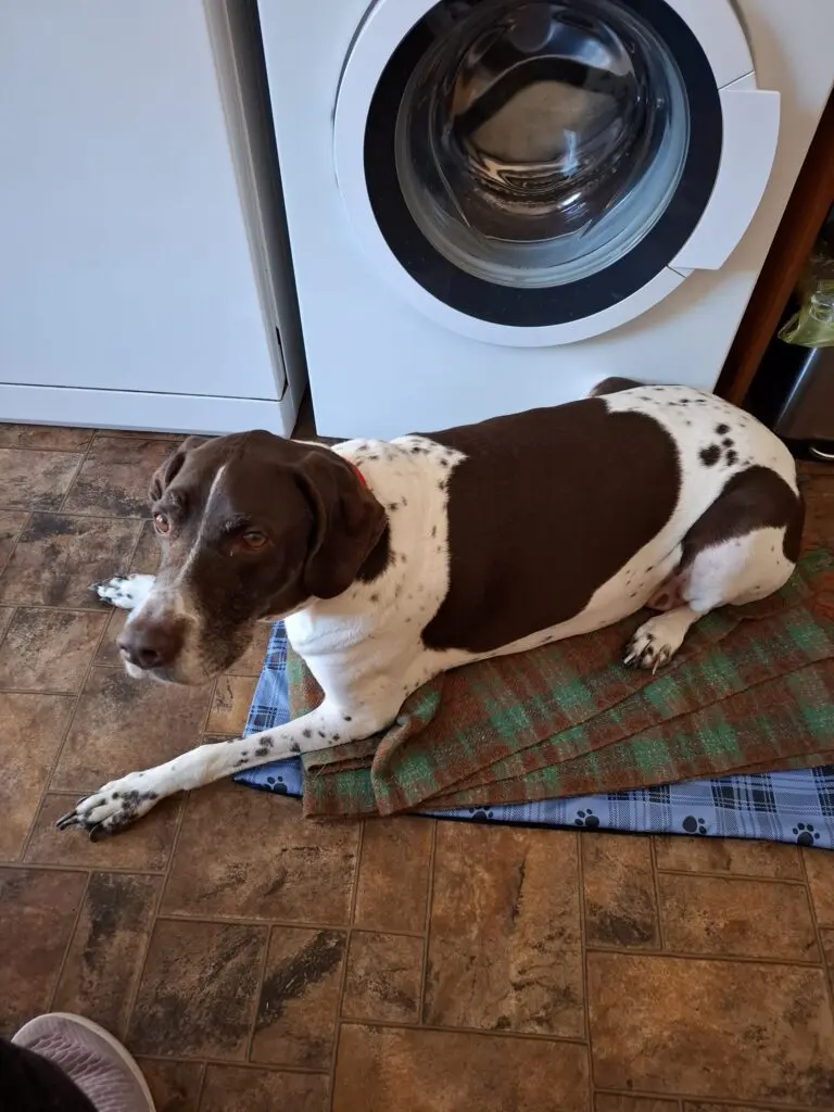 Sweet Soul Zoe From The UK | Pointer Rescue Service