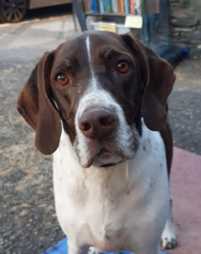 Sweet Soul Zoe From The UK | Pointer Rescue Service