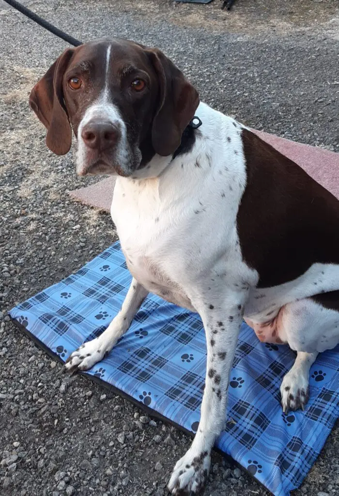 Sweet Soul Zoe From The UK | Pointer Rescue Service