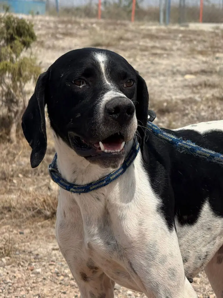 Morgan | Pointer Rescue Service