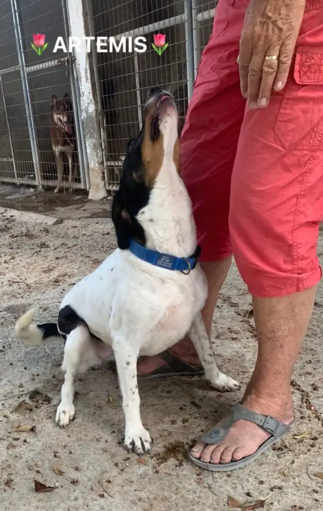 Artemis | Pointer Rescue Service