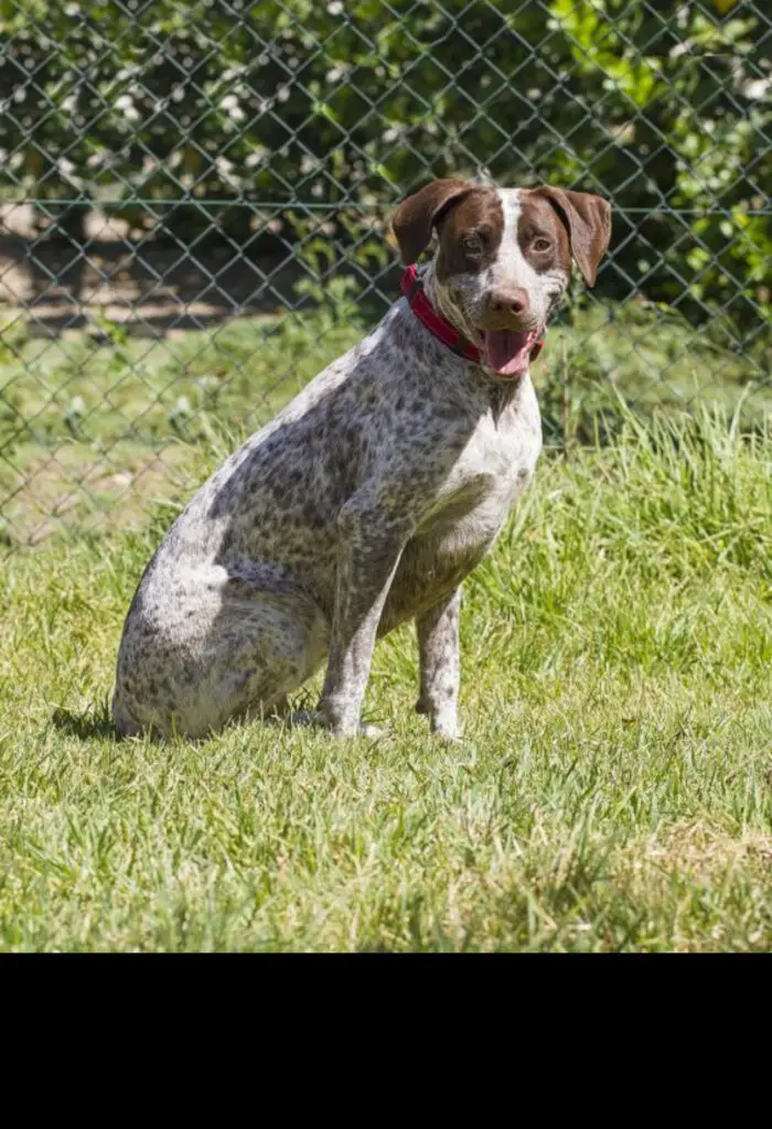 Lola | Pointer Rescue Service