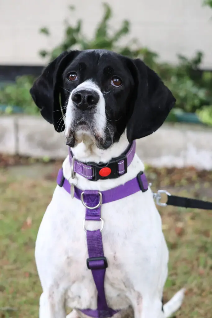 Bruno | Pointer Rescue Service