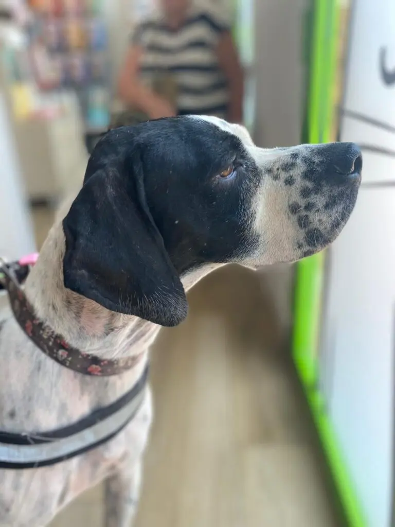 Elsa | Pointer Rescue Service
