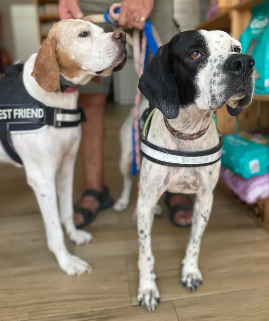 Elsa | Pointer Rescue Service