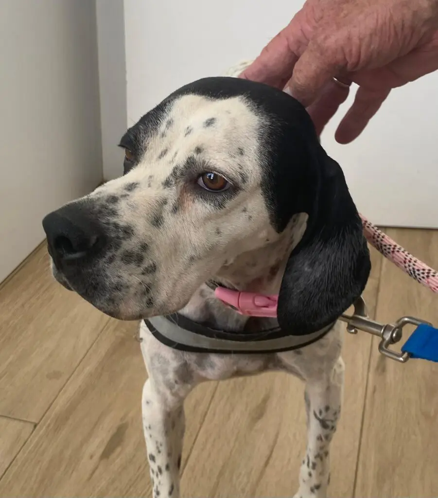 Elsa | Pointer Rescue Service