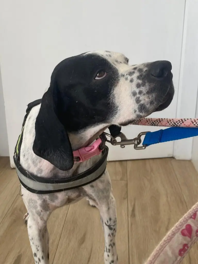 Elsa | Pointer Rescue Service
