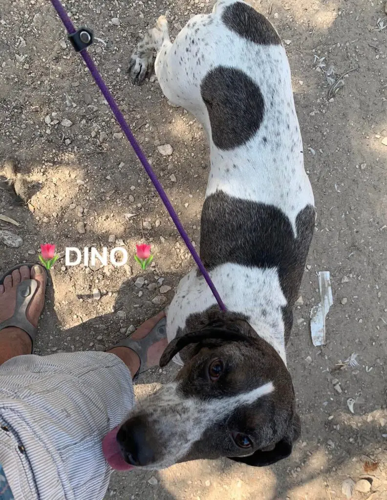 Dino | Pointer Rescue Service