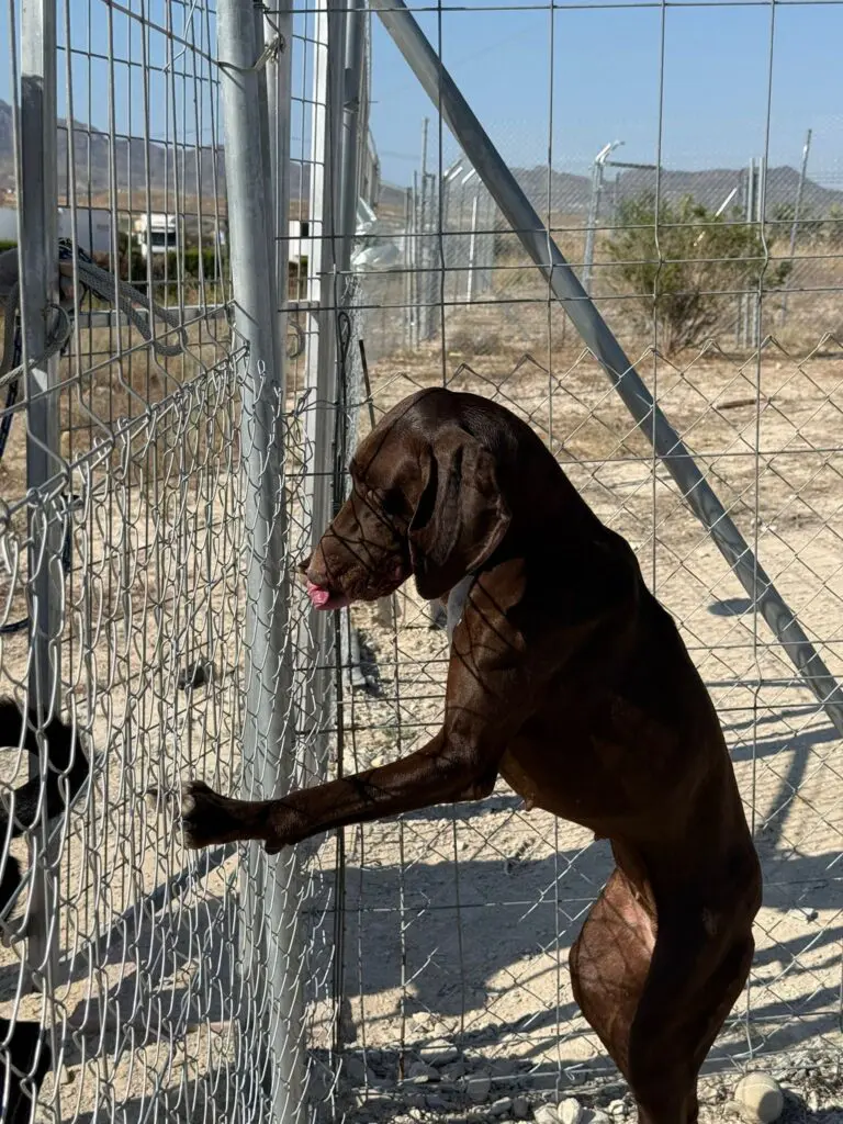 Blossom | Pointer Rescue Service