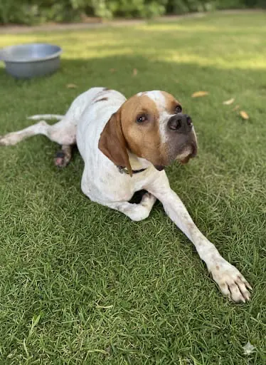 Pete | Pointer Rescue Service