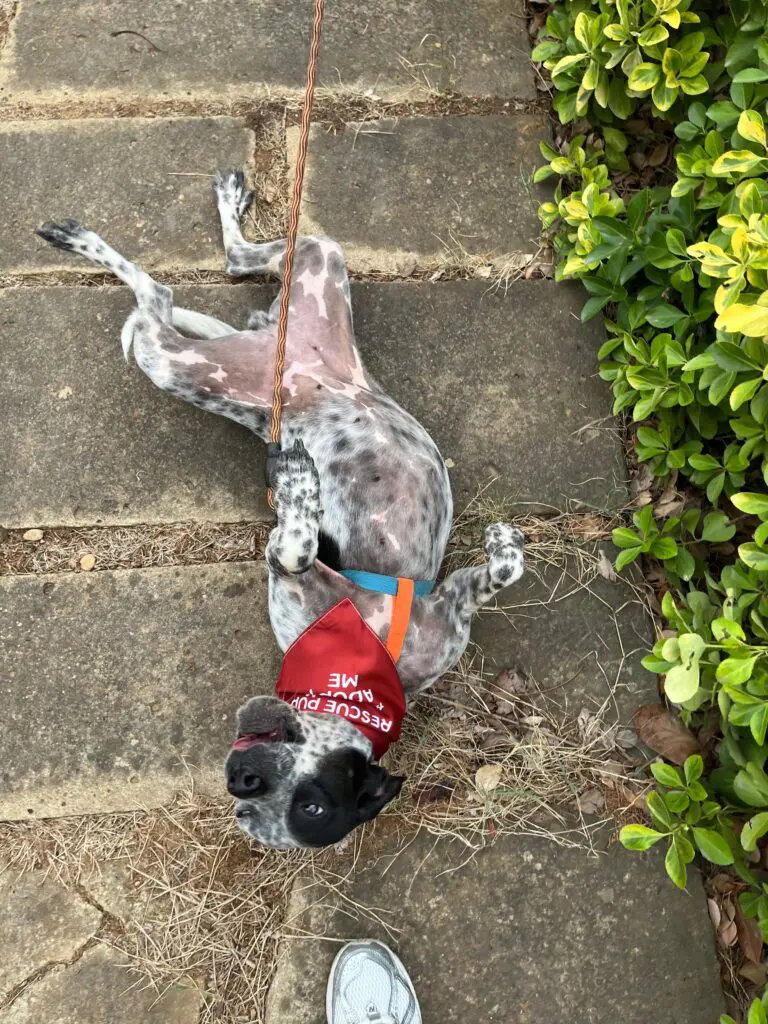 Petra | Pointer Rescue Service