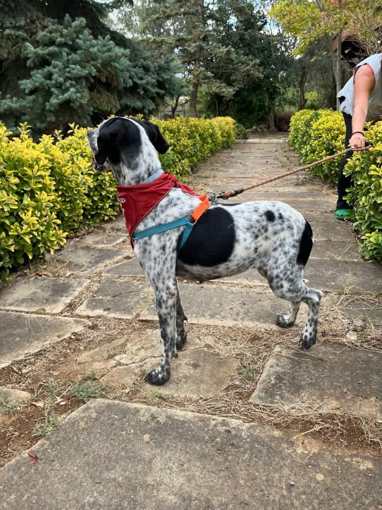 Petra | Pointer Rescue Service