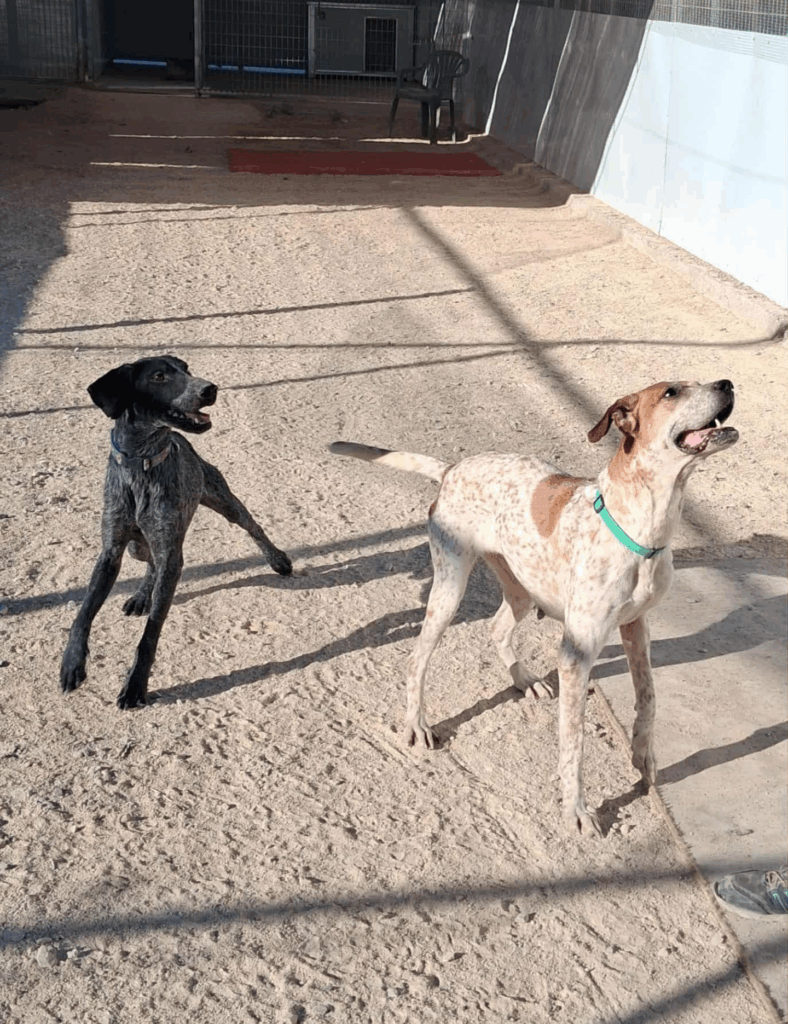 Olive | Pointer Rescue Service