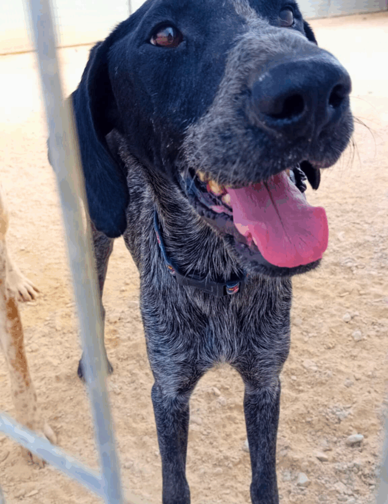 Butler | Pointer Rescue Service