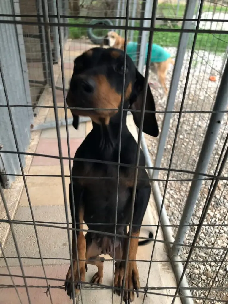 Ivy | Pointer Rescue Service