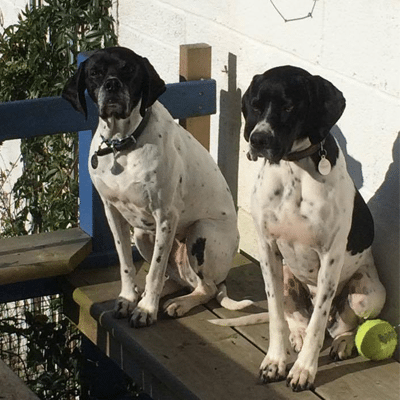 Adoption - Pointer Rescue Service