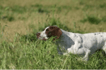 The English Pointer: An Introduction | Pointer Rescue Service