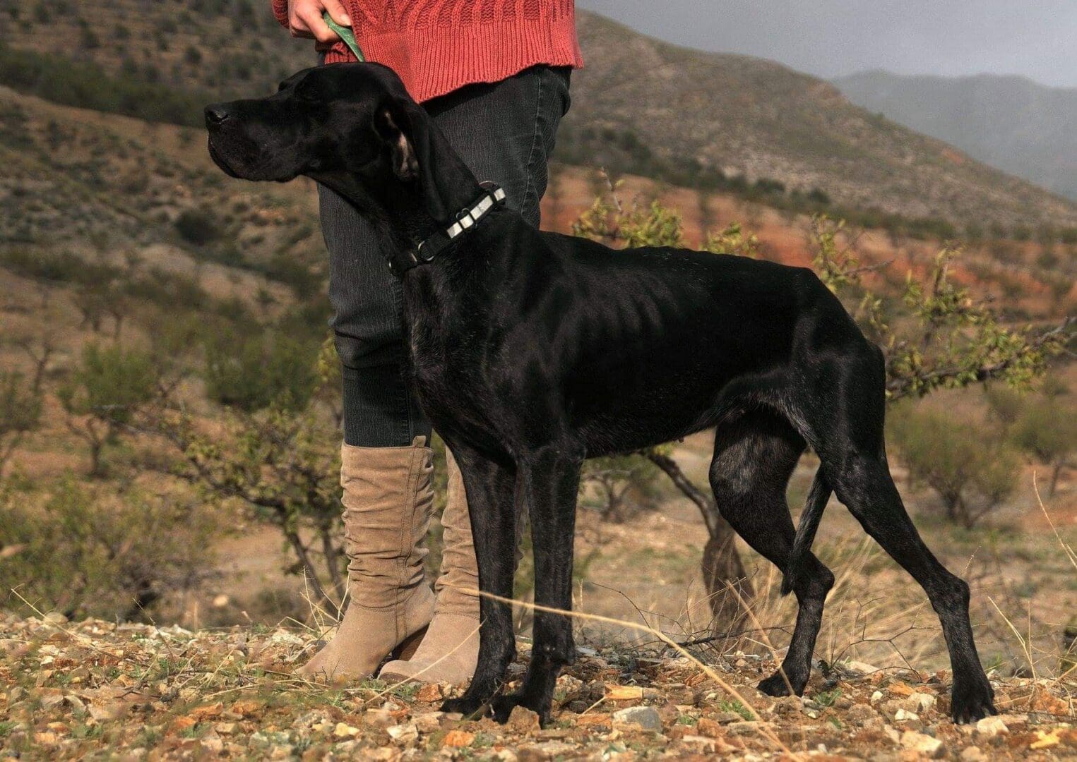 View our News & Events | Pointer Rescue Service