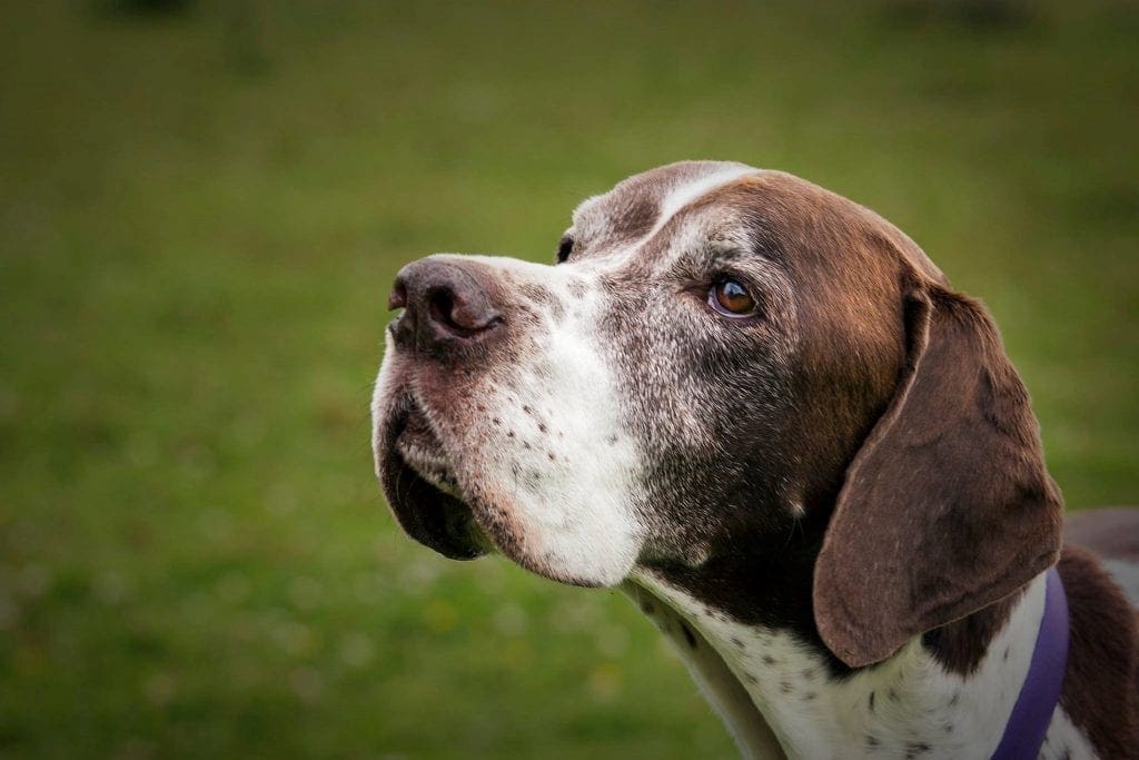 Pointer Rescue Service - Dog Adoption Charity UK