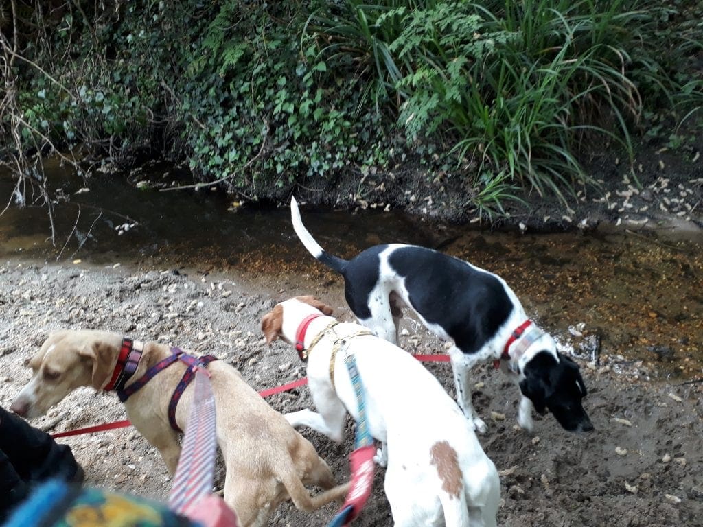 The Pointer Sanctuary | Pointer Rescue Service