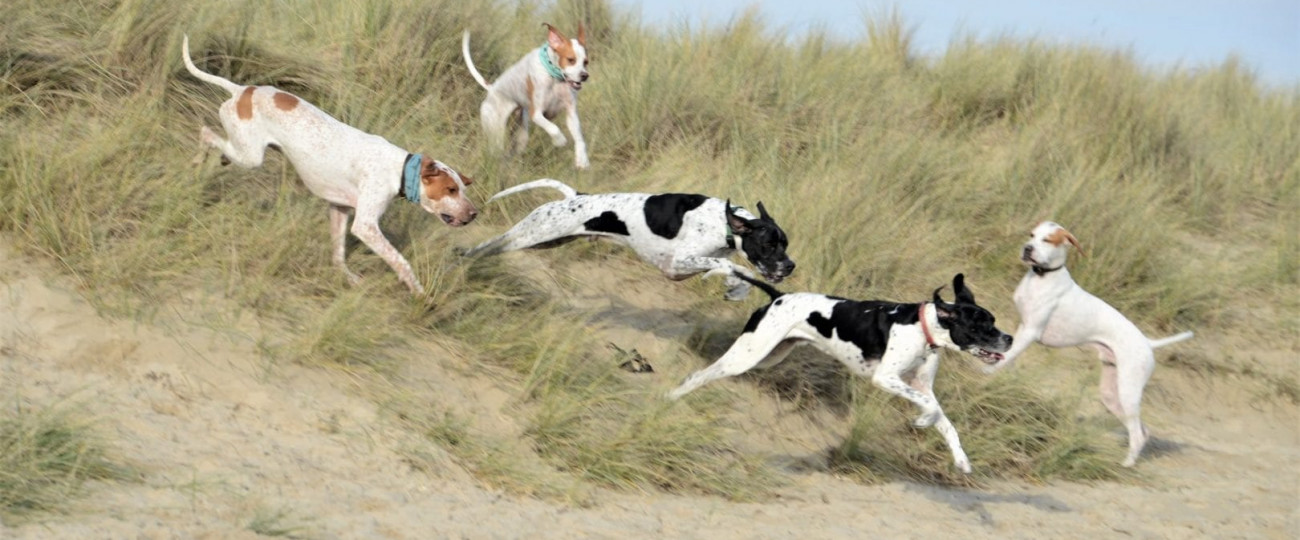 Pointer Dog Rescue, Adoption & Homing Charity | Pointer Rescue UK