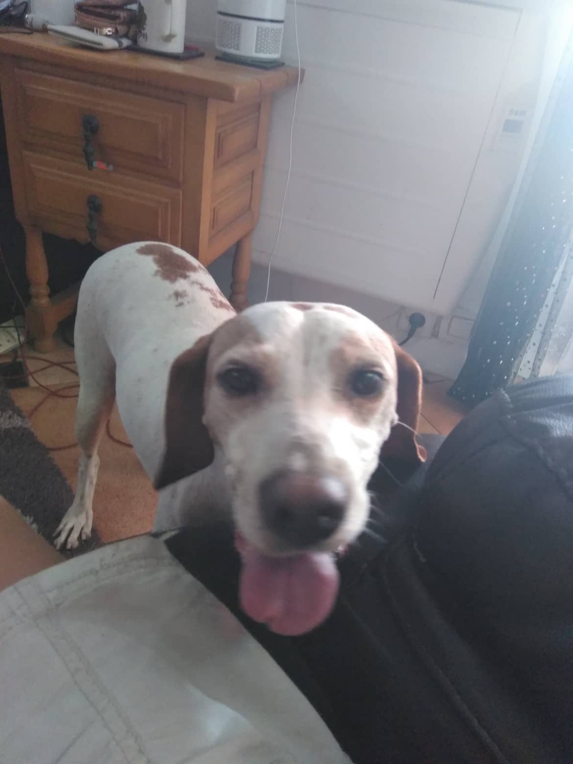 Luna | Pointer Rescue Service