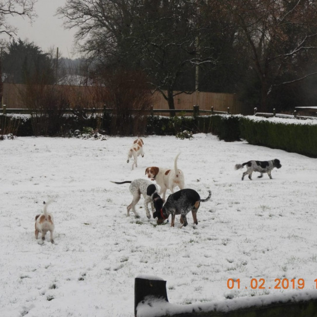 Pointers are our passion, Homing is our goal | Pointer Rescue Service