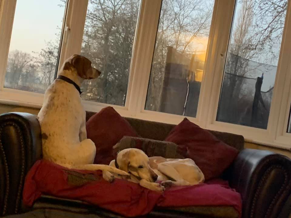 News & Events | Pointer Rescue Service