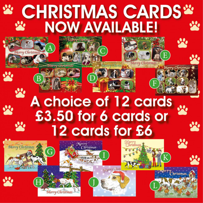 Pointers are our passion, Homing is our goal | Pointer Rescue Service