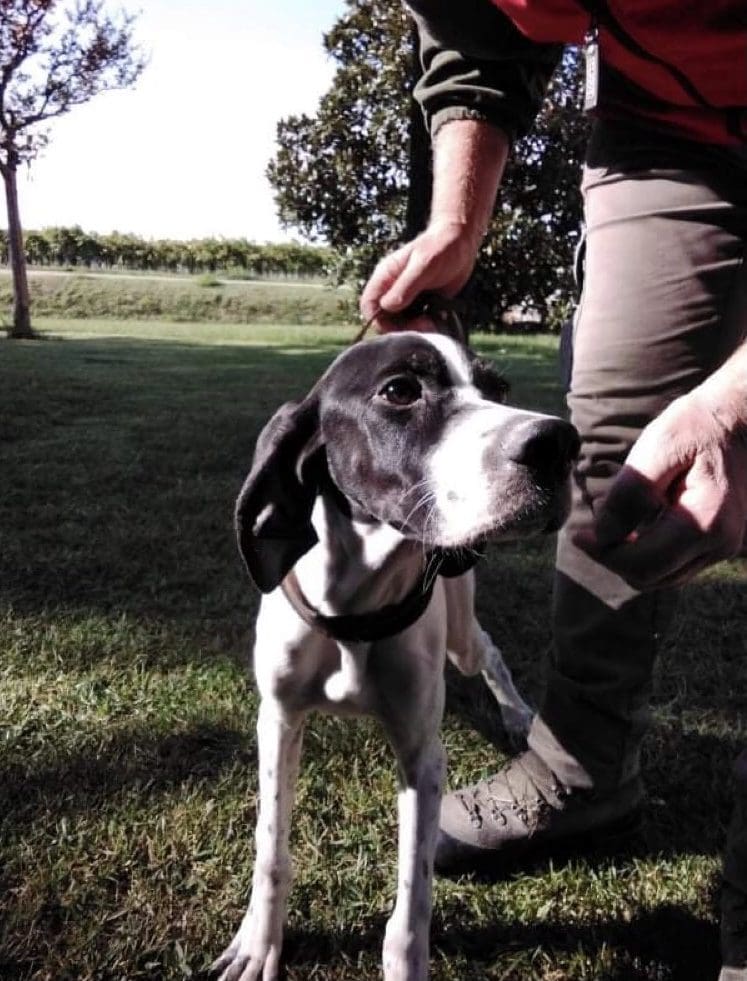 Gunner | Pointer Rescue Service