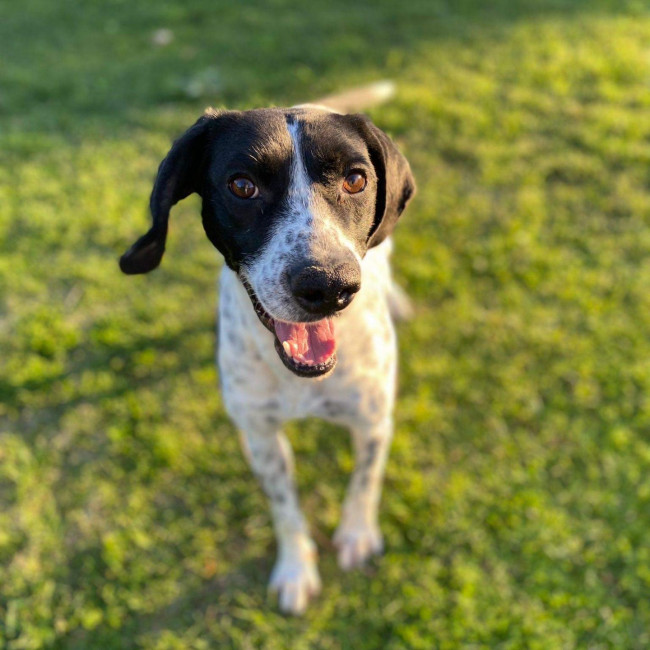 Home | Pointer Rescue Service