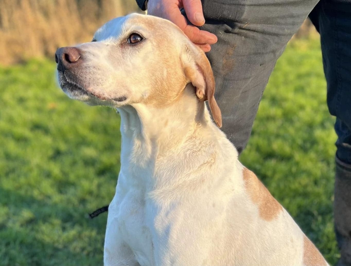 Peter | Pointer Rescue Service