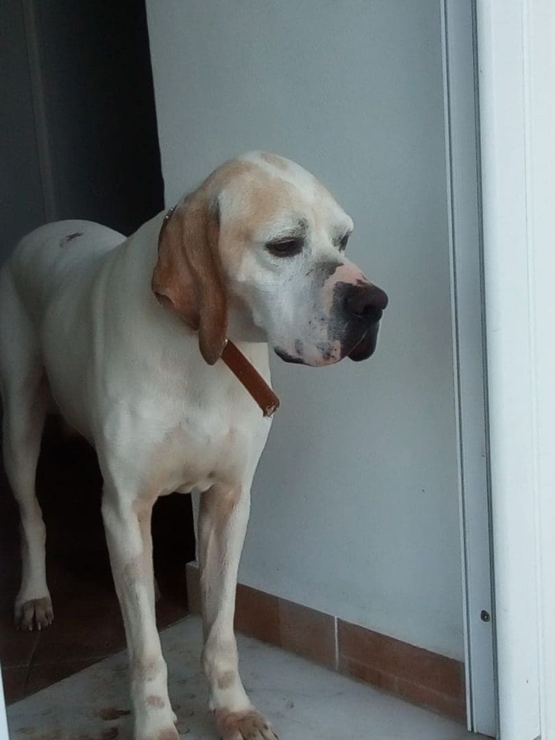 Solomon | Pointer Rescue Service